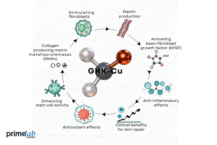How Does GHK-Cu Influence Skin Regeneration and Wound Healing? – Prime ...