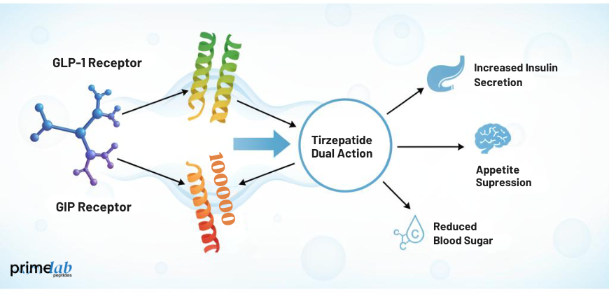 The Science Behind Tirzepatide: GLP-1 and GIP Dual Action – Prime Lab ...