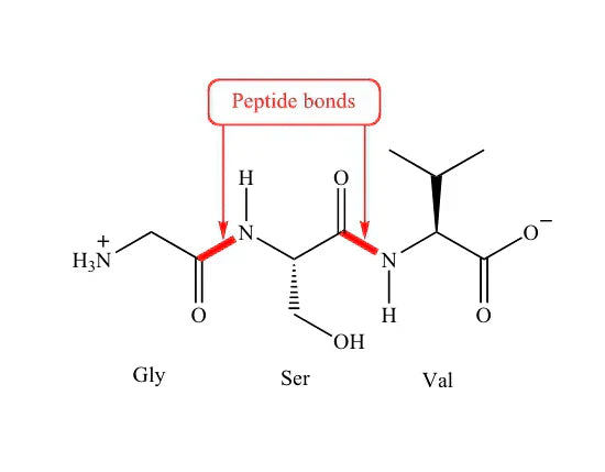 Peptide Bonds – Prime Lab Peptides